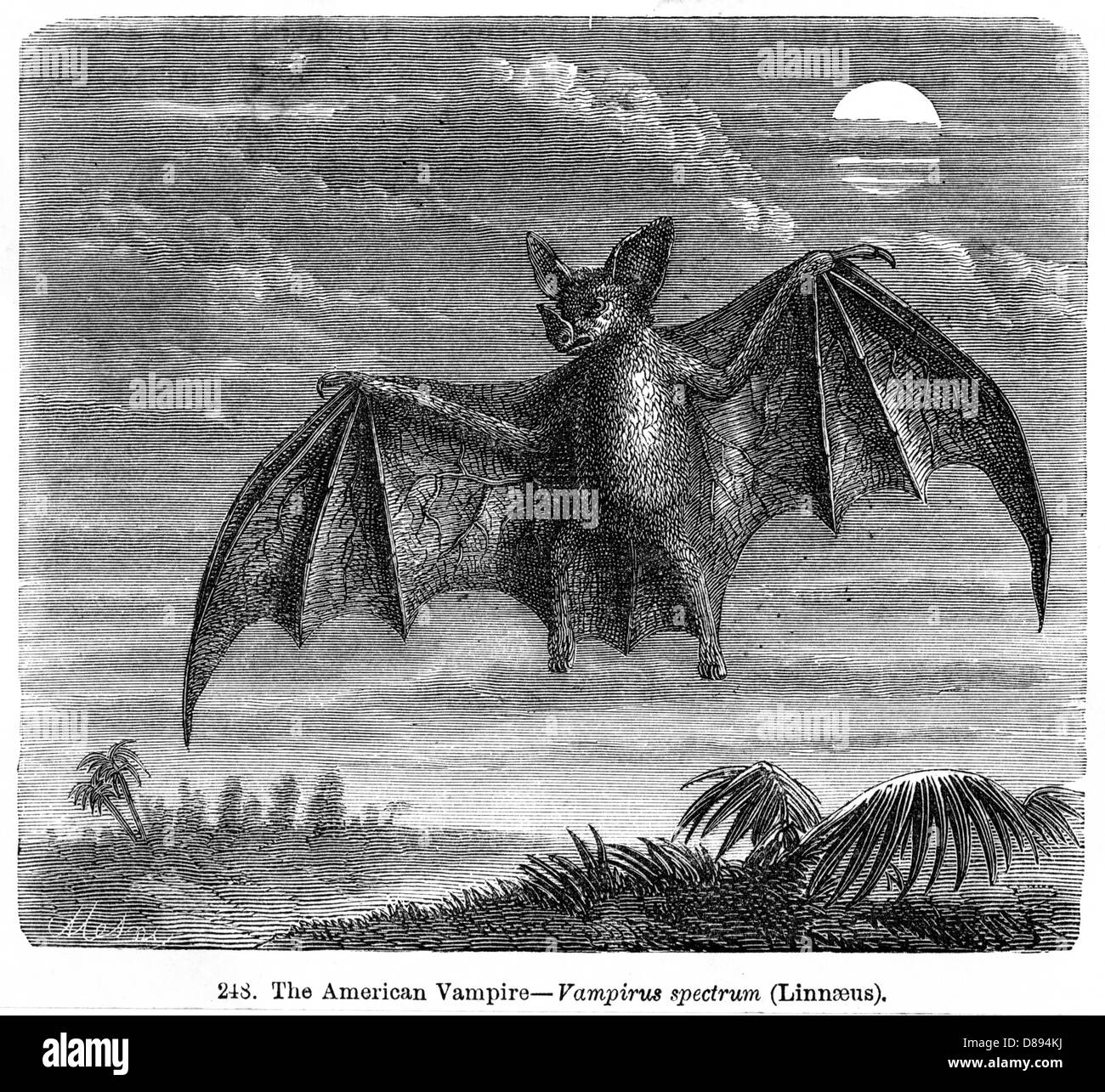 VAMPIRE BAT - 1 Stock Photo - Alamy