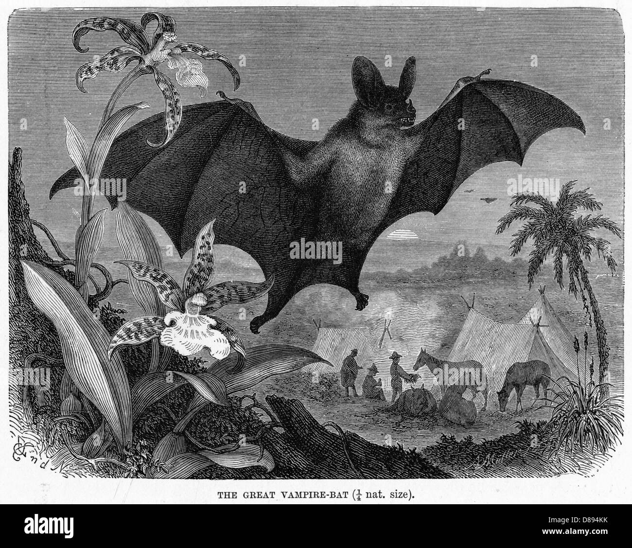 Vampire bat blood hi-res stock photography and images - Alamy