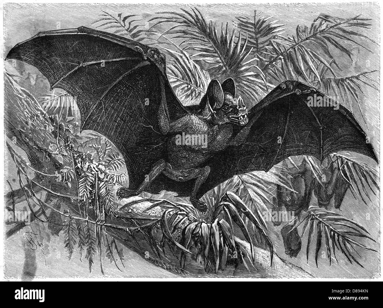 VAMPIRE BAT - 3 Stock Photo - Alamy