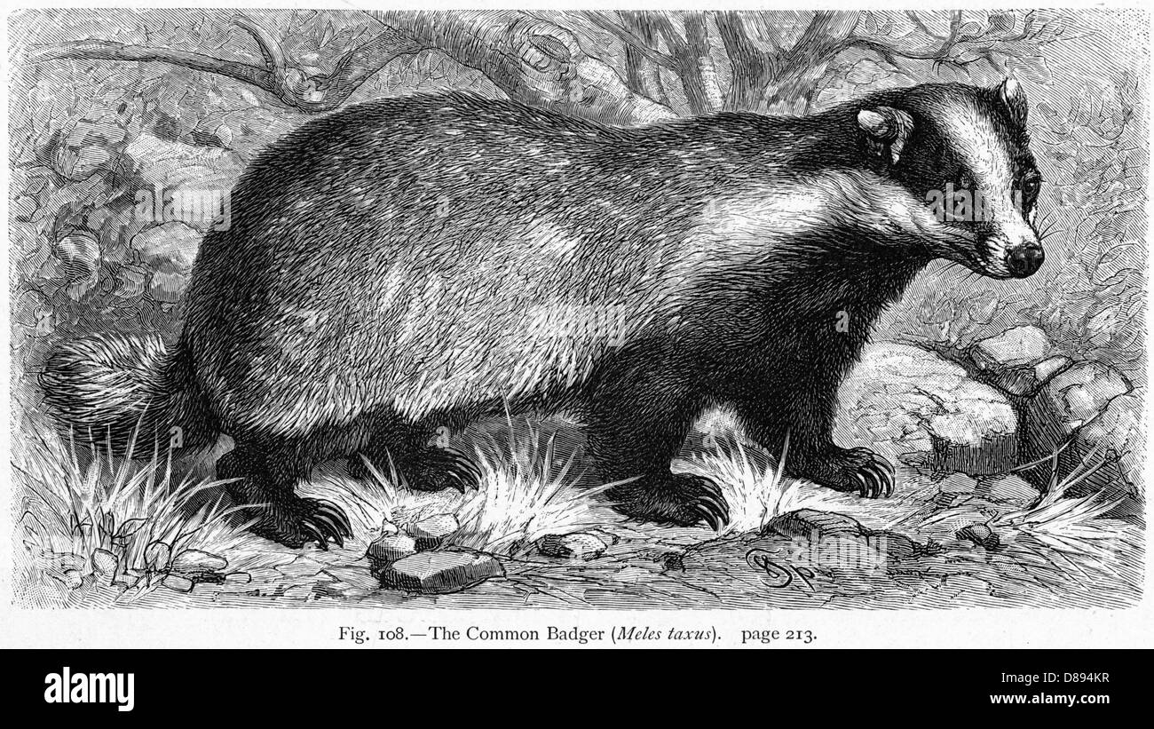 Badger meles meles eurasian badger Black and White Stock Photos ...