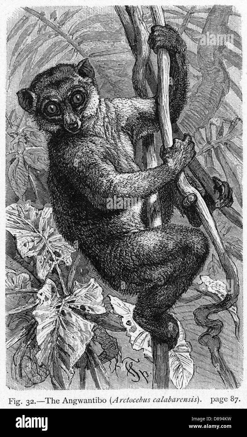 Angwantibo hi-res stock photography and images - Alamy