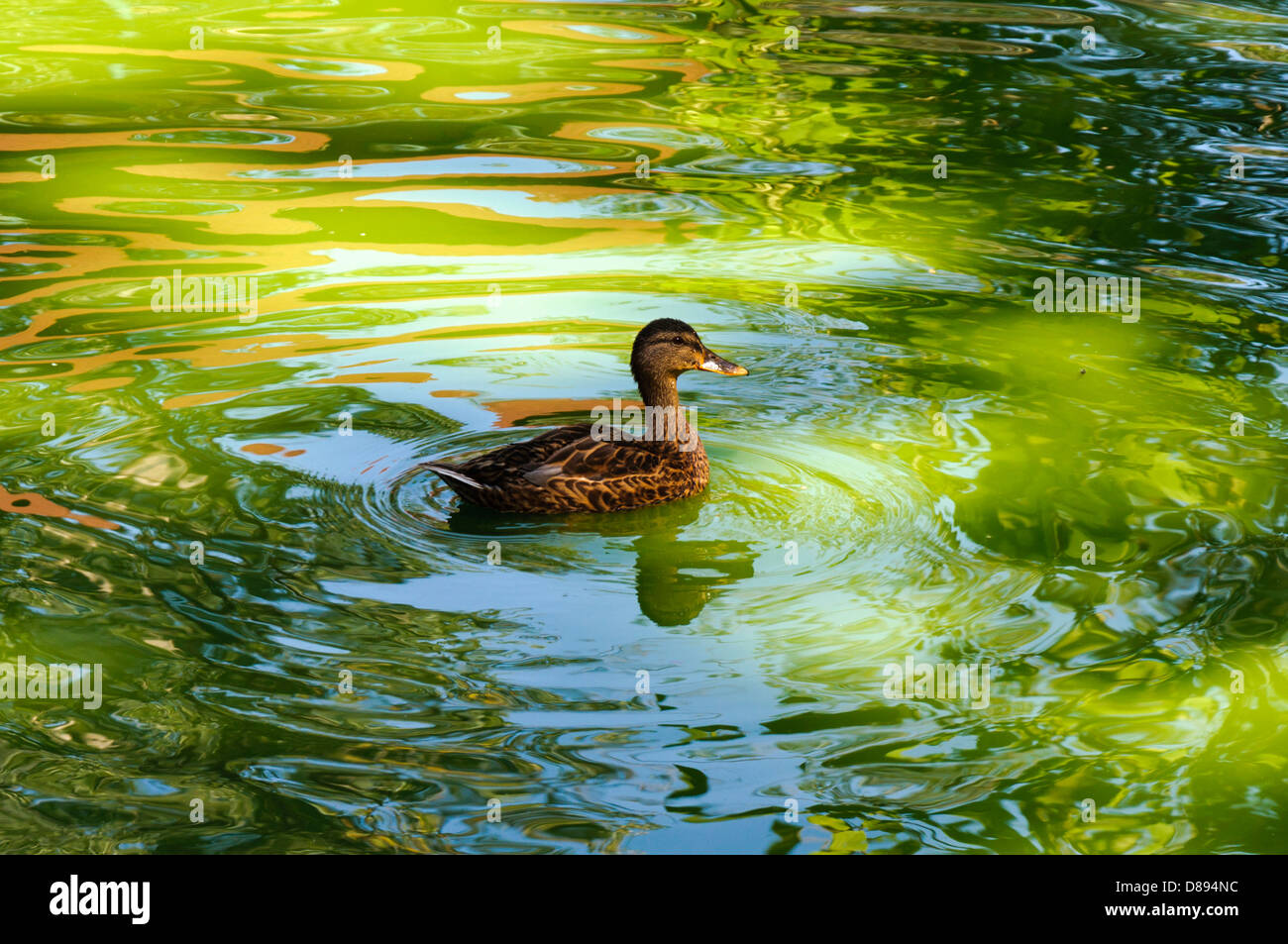 Duck chilling and swimming Stock Photo - Alamy