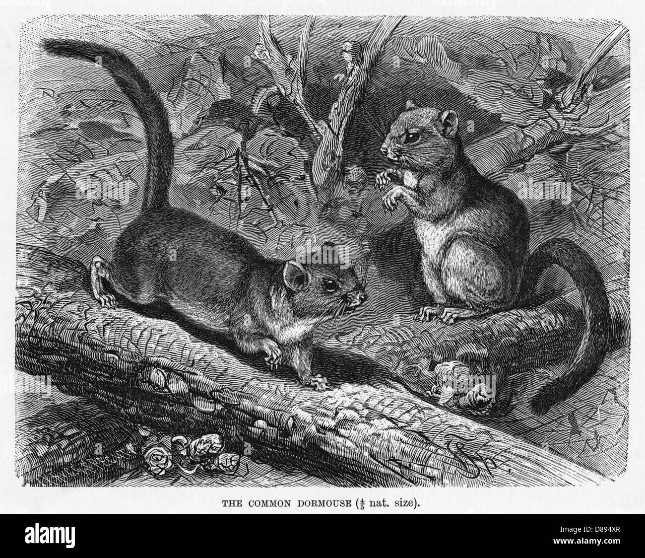 Hazel mouse hi-res stock photography and images - Alamy