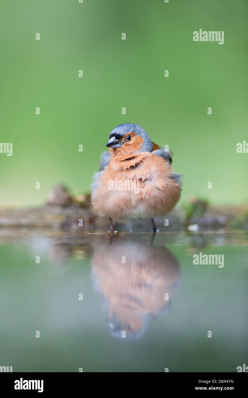 Young chaffinch hi-res stock photography and images - Alamy