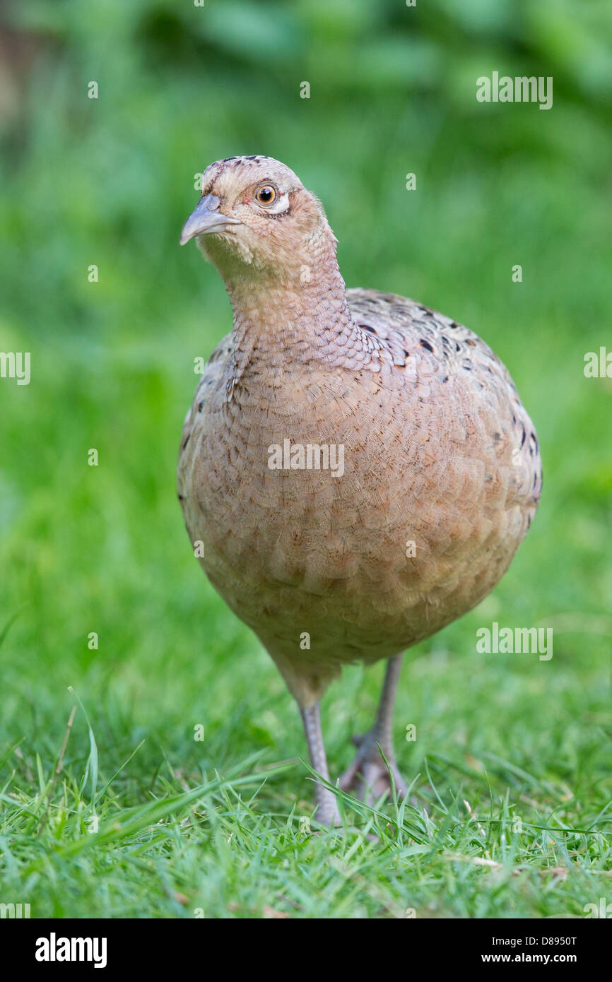 Hen pheasant hi-res stock photography and images - Alamy