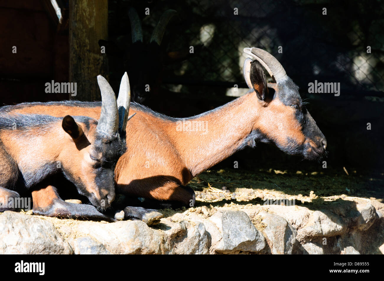 Females of the wild goats Stock Photo - Alamy