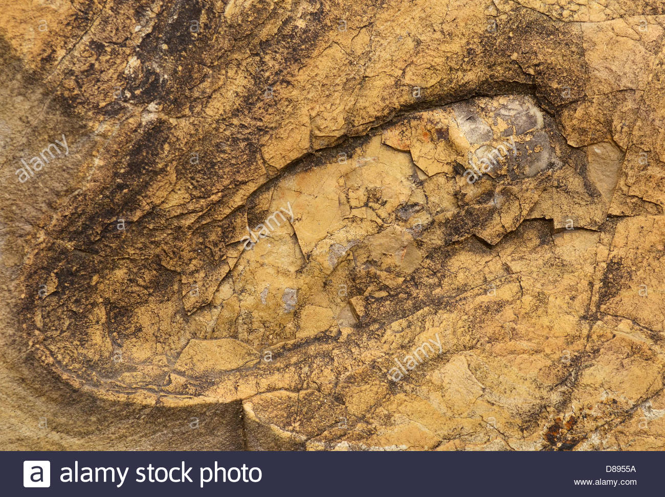 Cyrtoceras High Resolution Stock Photography and Images - Alamy