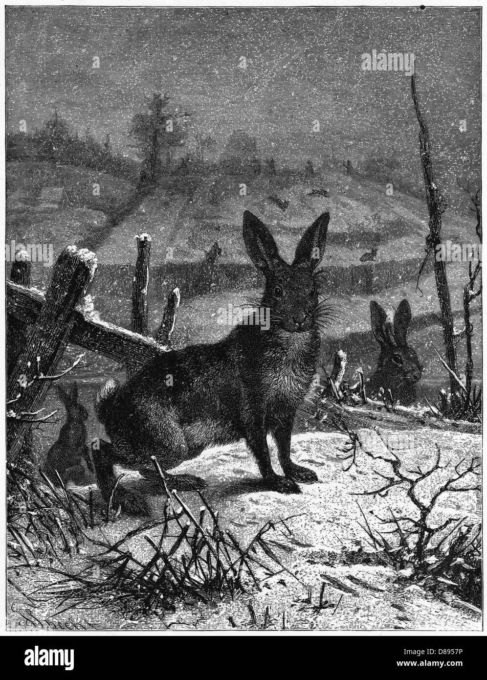 Hare hare hi-res stock photography and images - Alamy