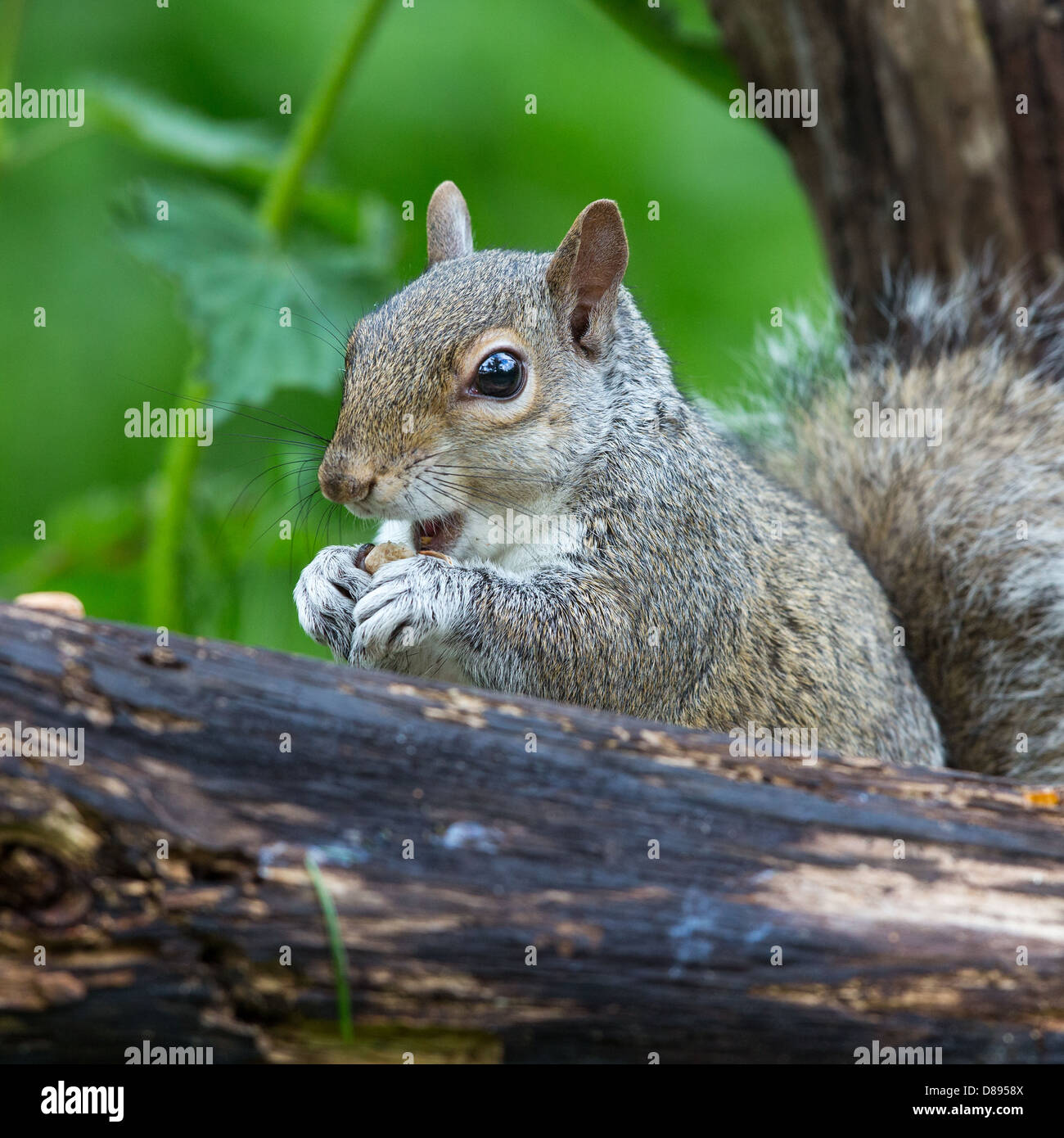 Nut Eating Animals High Resolution Stock Photography and Images - Alamy