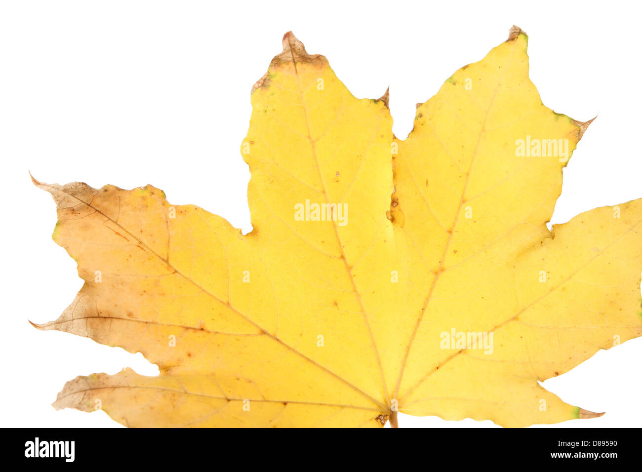 yellow maple leaf isolated on white Stock Photo - Alamy