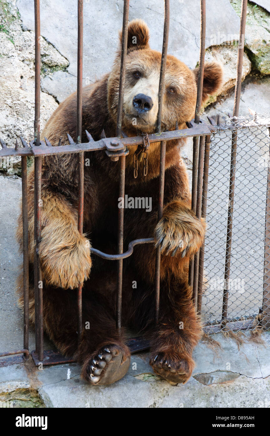 Sad bear sitting in a cage Stock Photo - Alamy