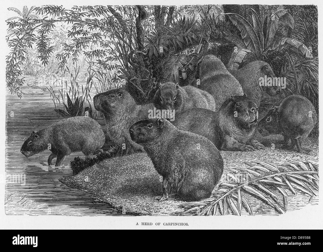 Capybaras animals Black and White Stock Photos & Images - Alamy