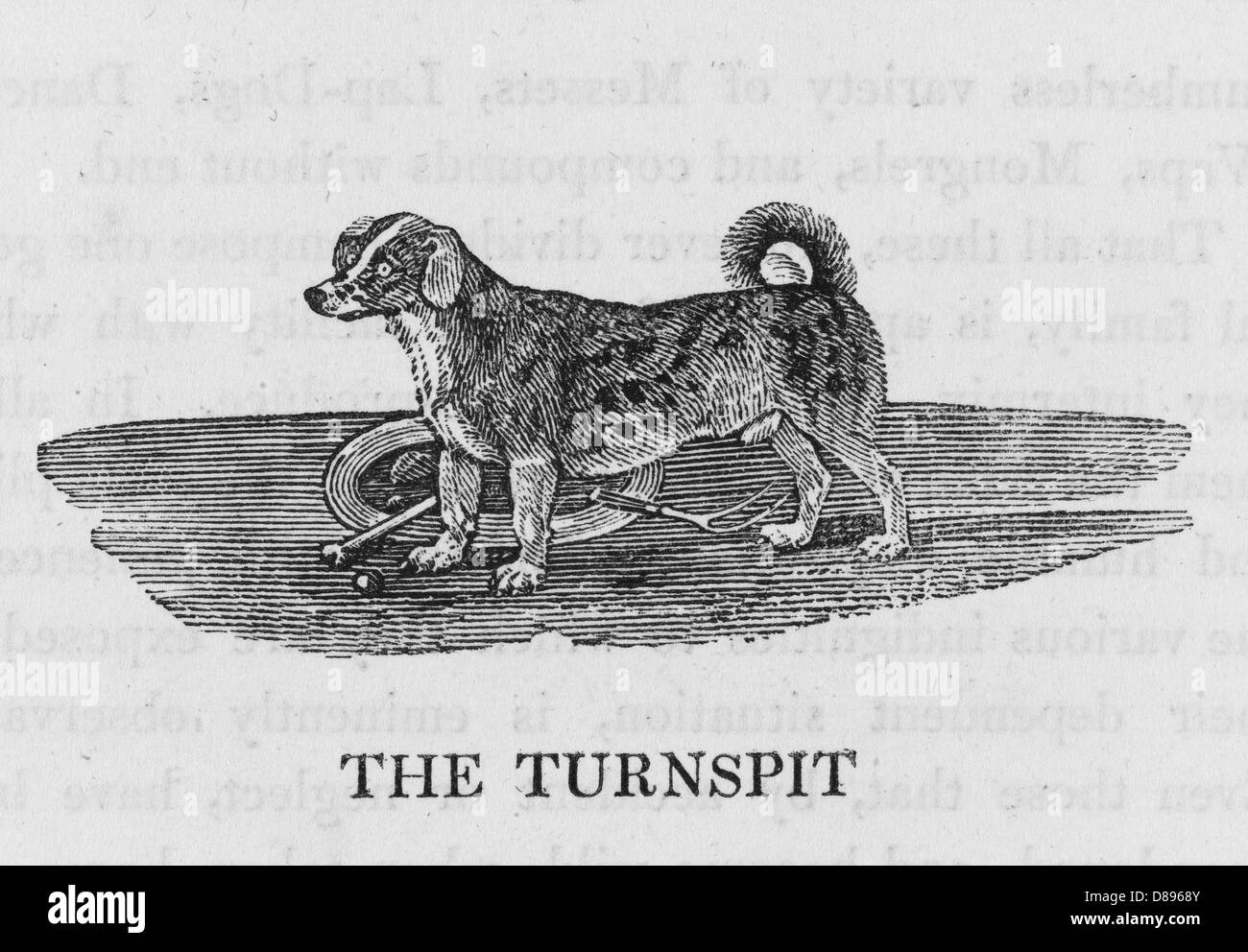 Turnspit dogs hi-res stock photography and images - Alamy