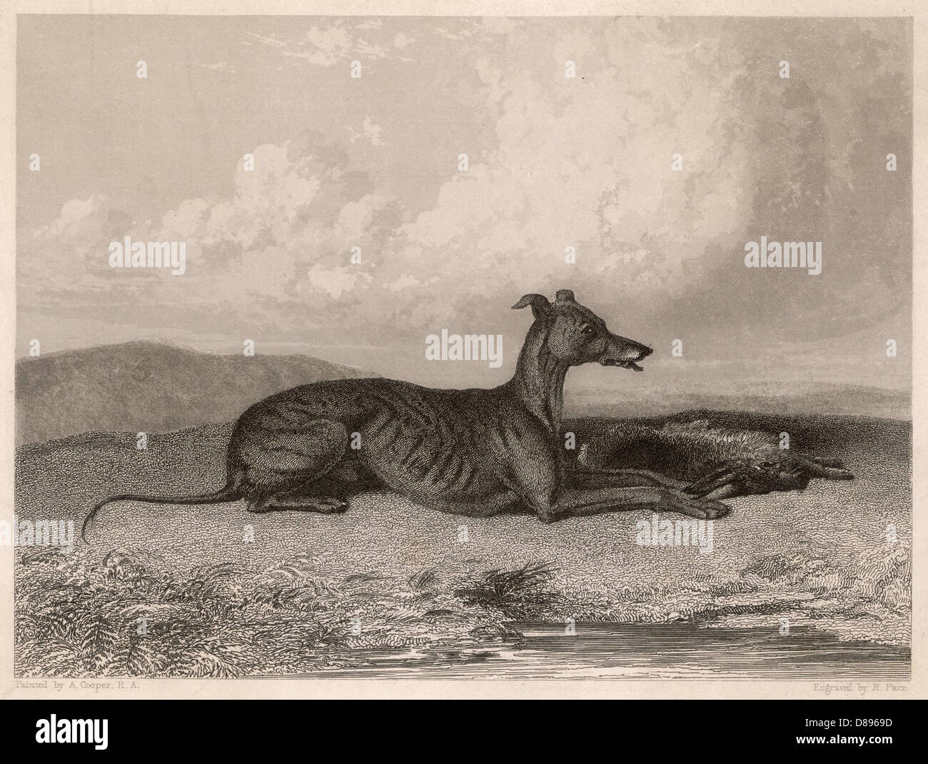 GREYHOUND & HARE Stock Photo - Alamy