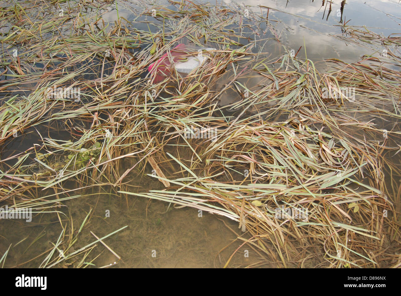 litter in a pond Stock Photo - Alamy