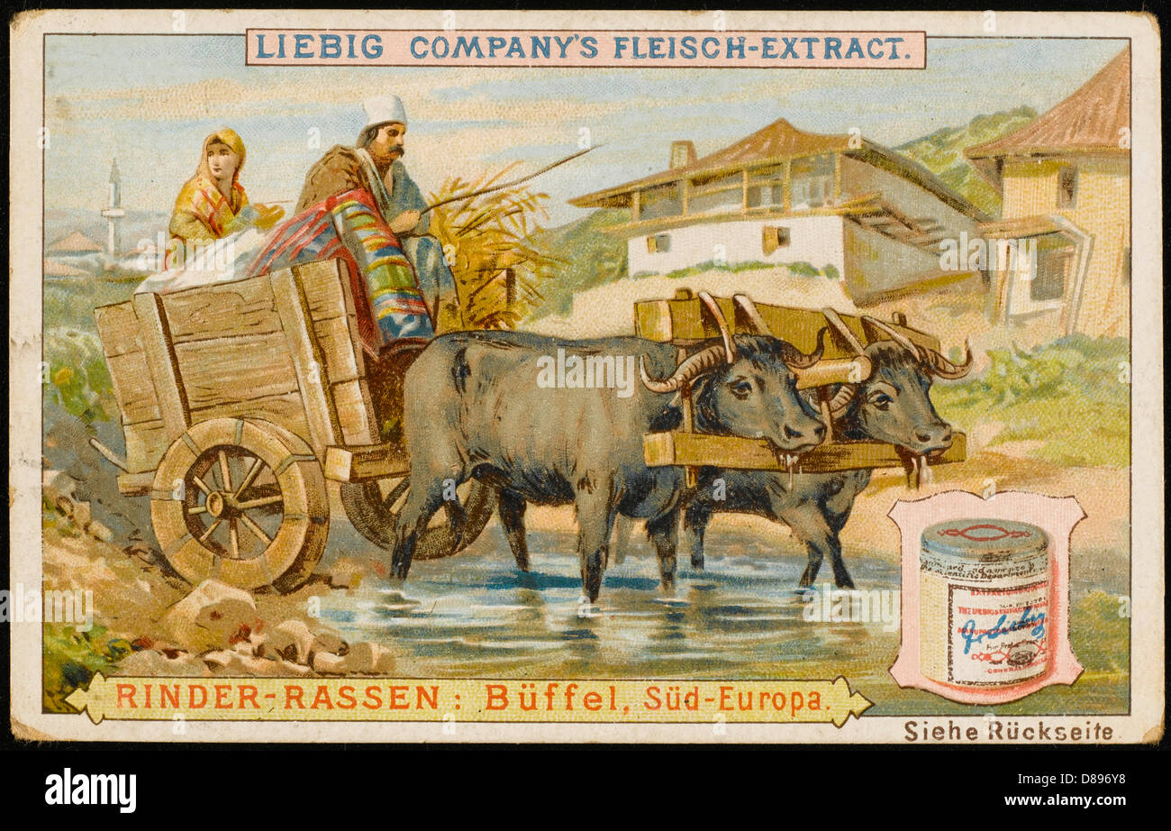 Buffalo transport hi-res stock photography and images - Alamy