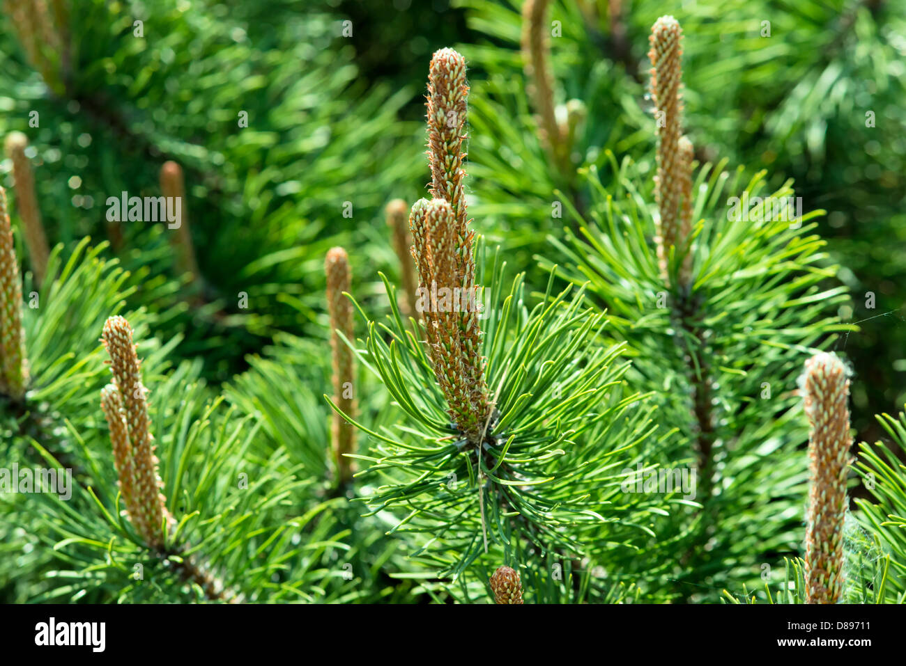Plants: pine tree fresh sprouts, close-up shot Stock Photo - Alamy