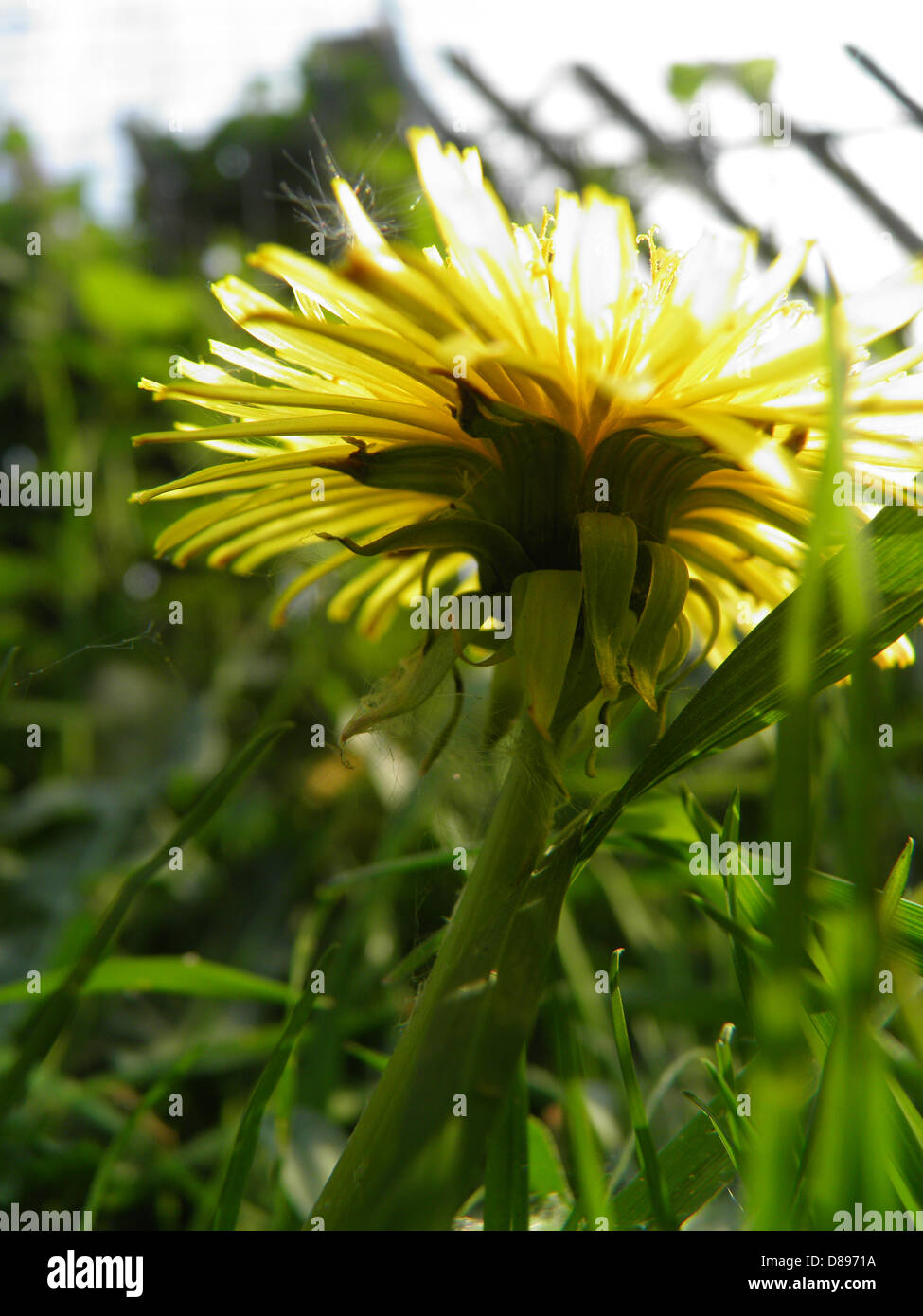 Overgrown dandelion hi-res stock photography and images - Alamy