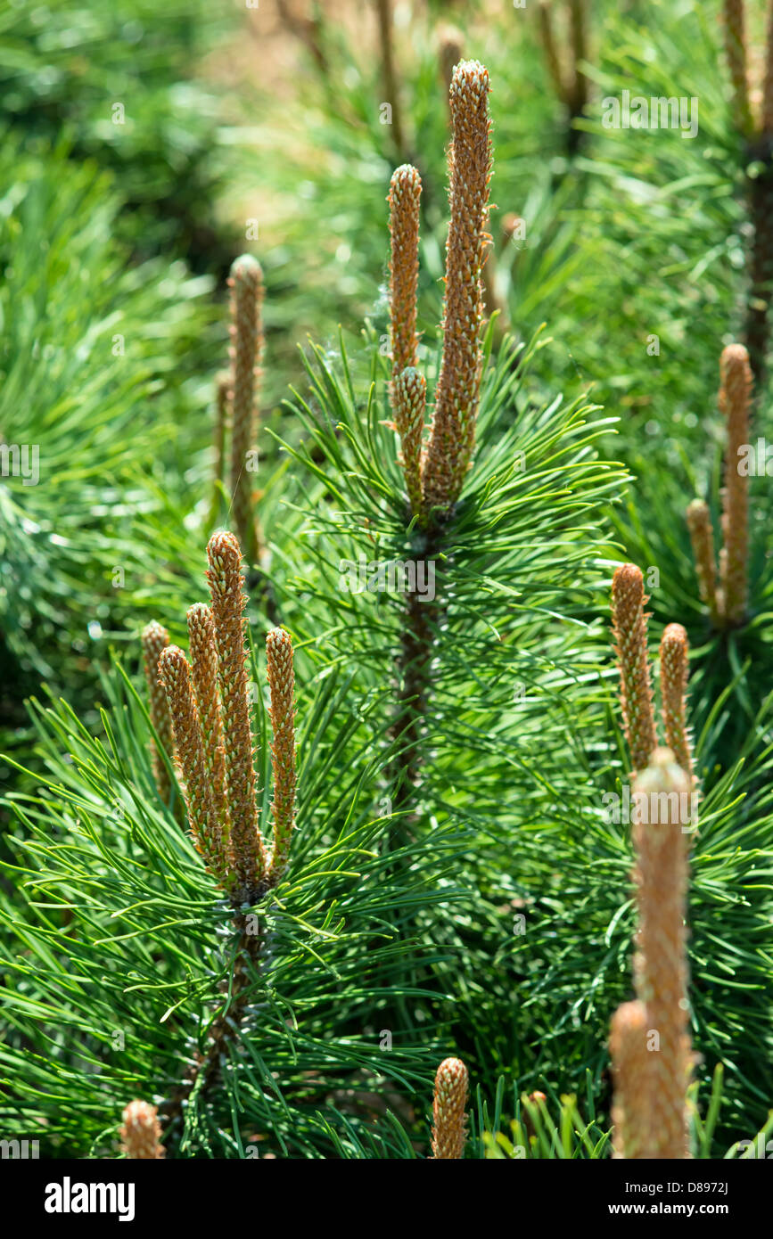 Plants: pine tree fresh sprouts, close-up shot Stock Photo - Alamy