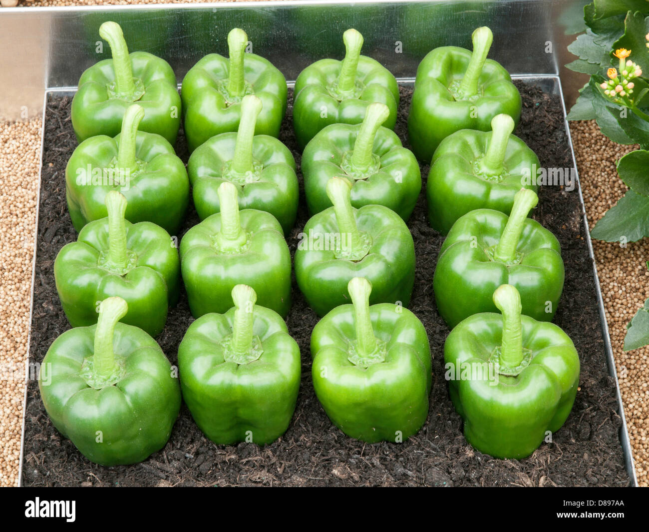 Waitrose flower garden hi-res stock photography and images - Alamy