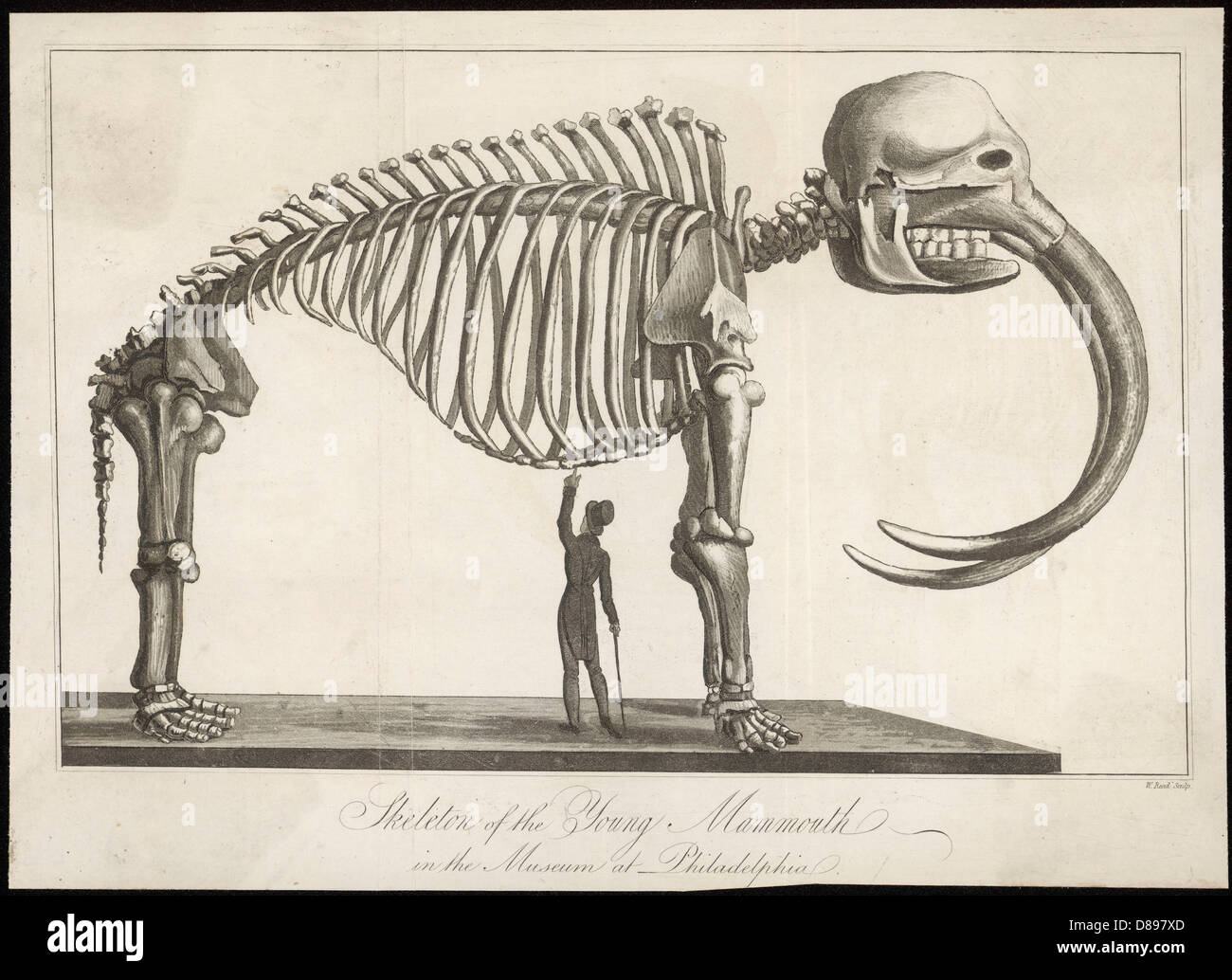 Skeleton of a woolly Mammoth - Museum at Philadelphia Stock Photo - Alamy