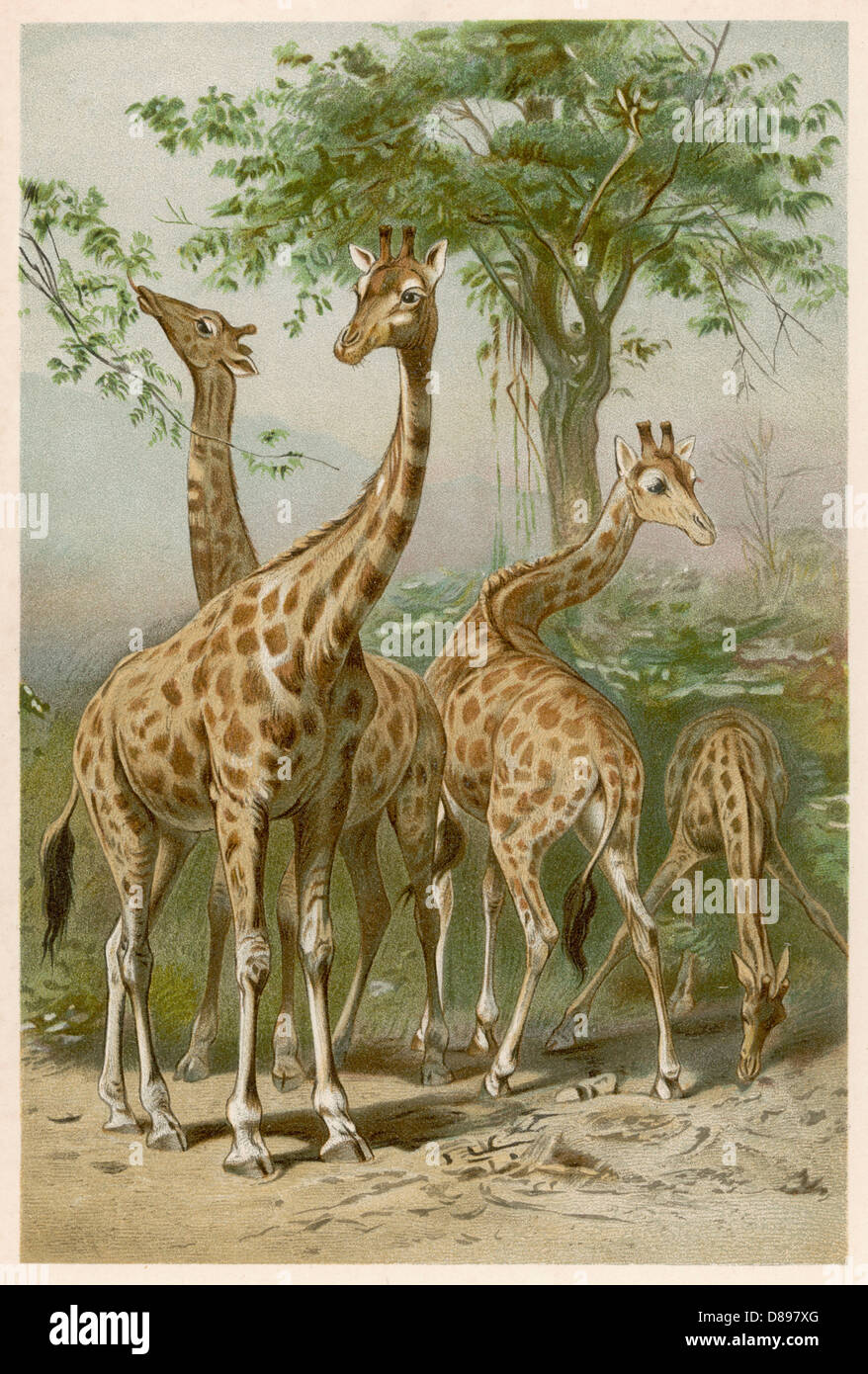 Four Animals History High Resolution Stock Photography and Images - Alamy