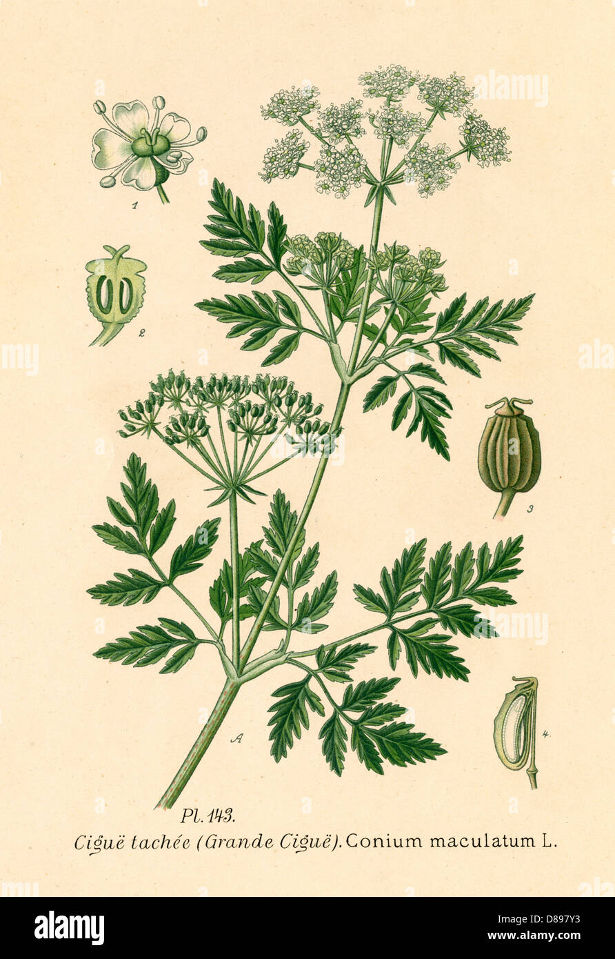 Conium Maculatum Stock Photo - Alamy