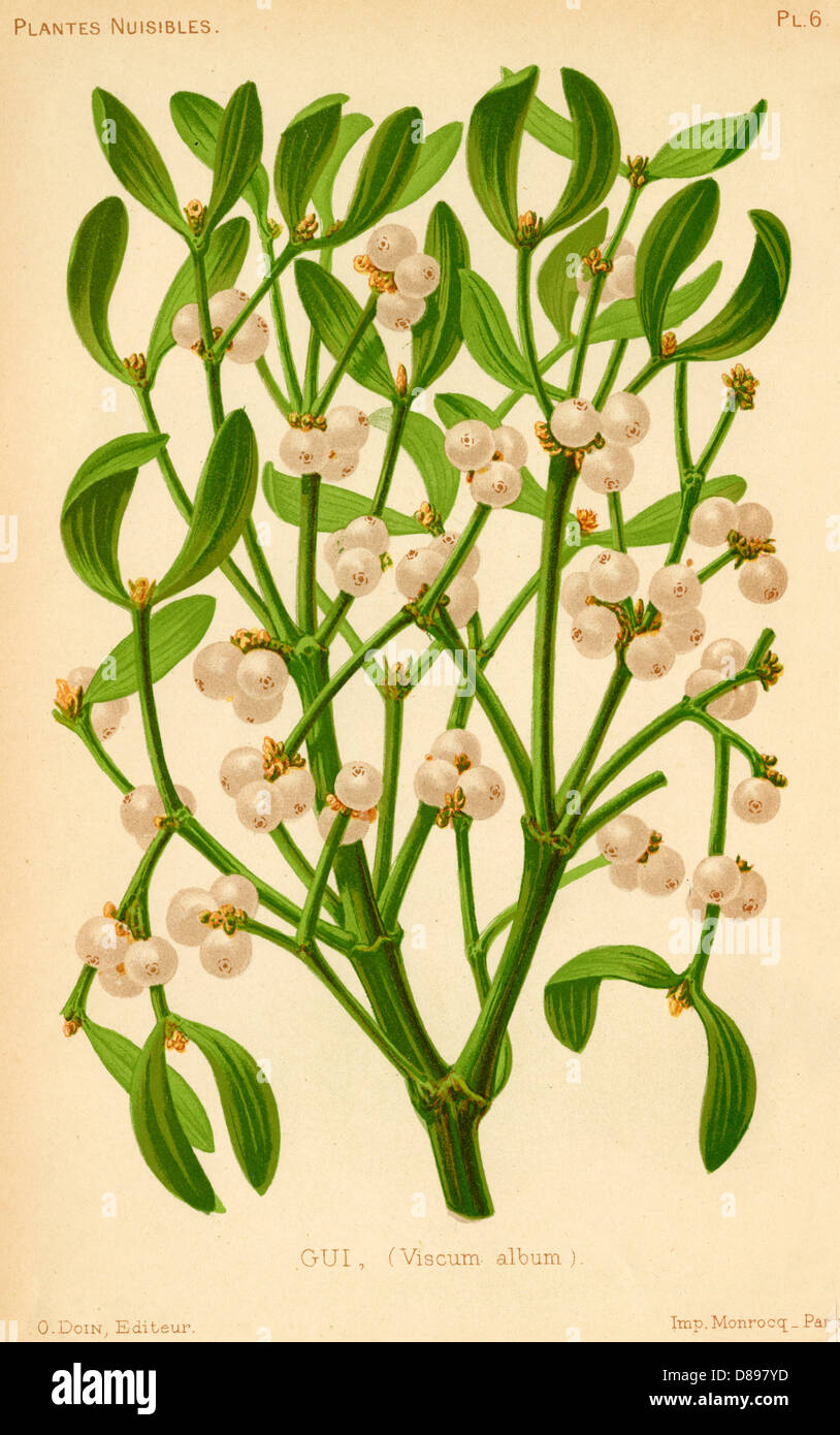Mistletoe plants hi-res stock photography and images - Alamy