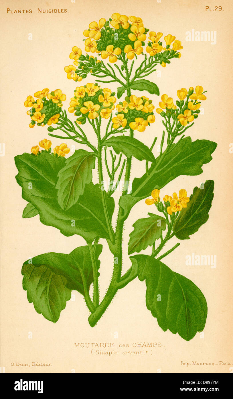 Field mustard sinapis arvensis hi-res stock photography and images - Alamy