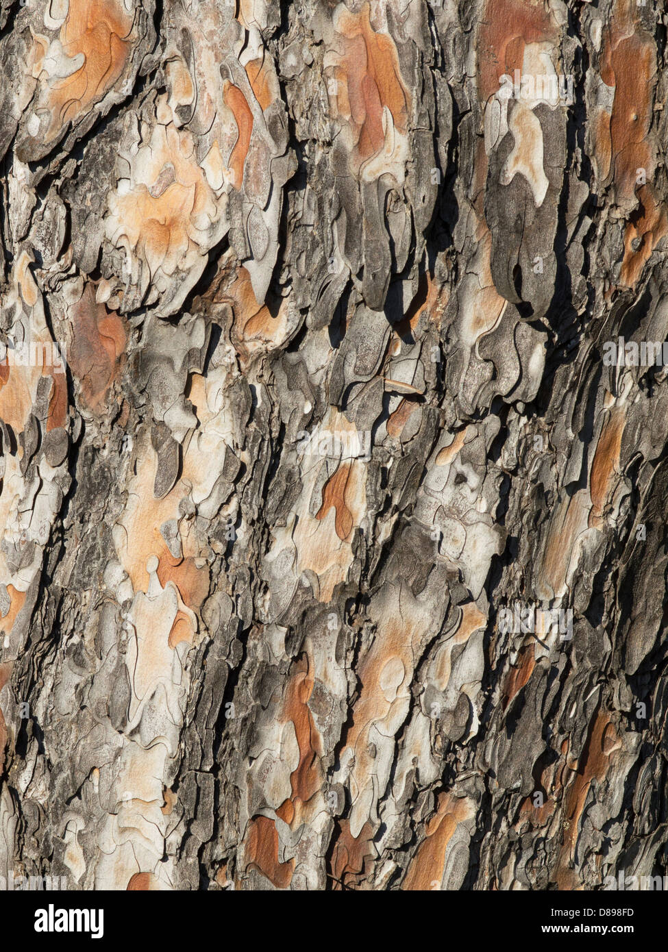 bark o fa pine tree as a background Stock Photo - Alamy
