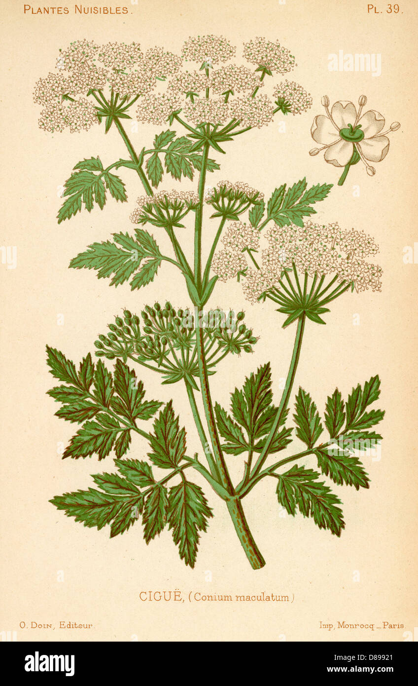 Plants conium hi-res stock photography and images - Alamy