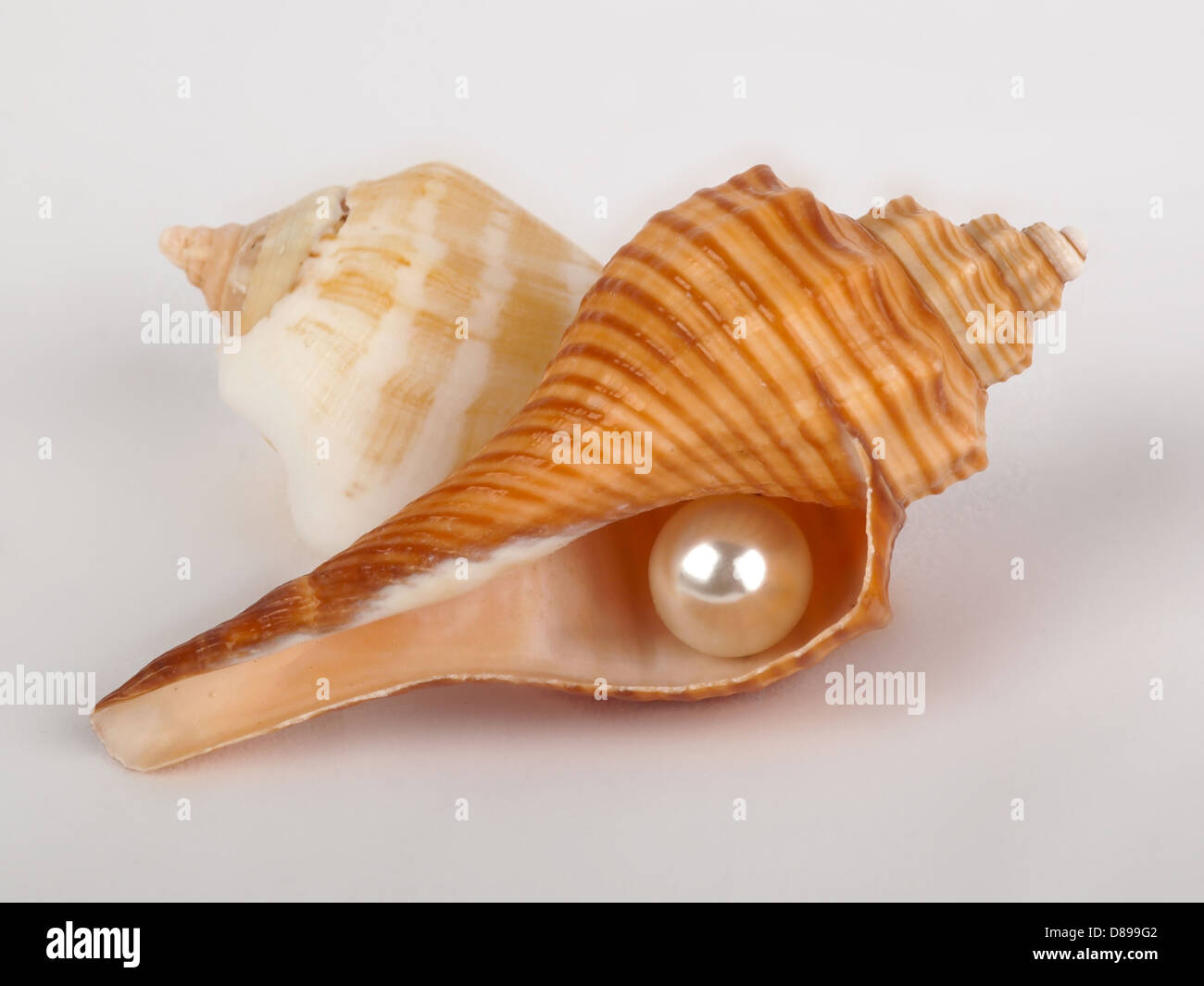 close up of open seashell with pearl on white background Stock Photo ...