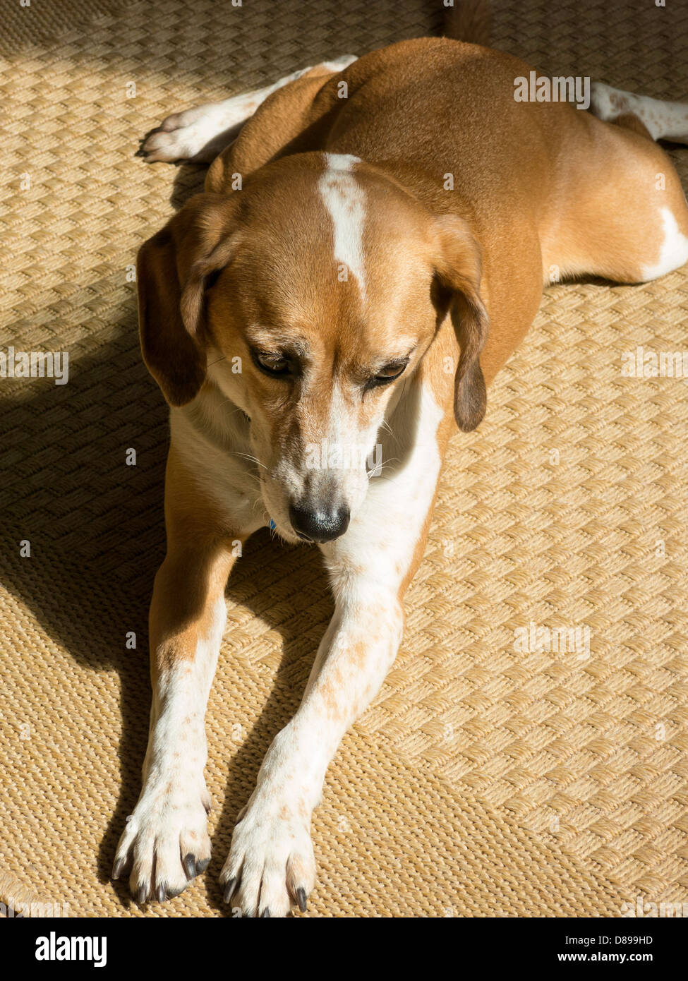 Mongrel breed dog tan brown hi-res stock photography and images - Alamy
