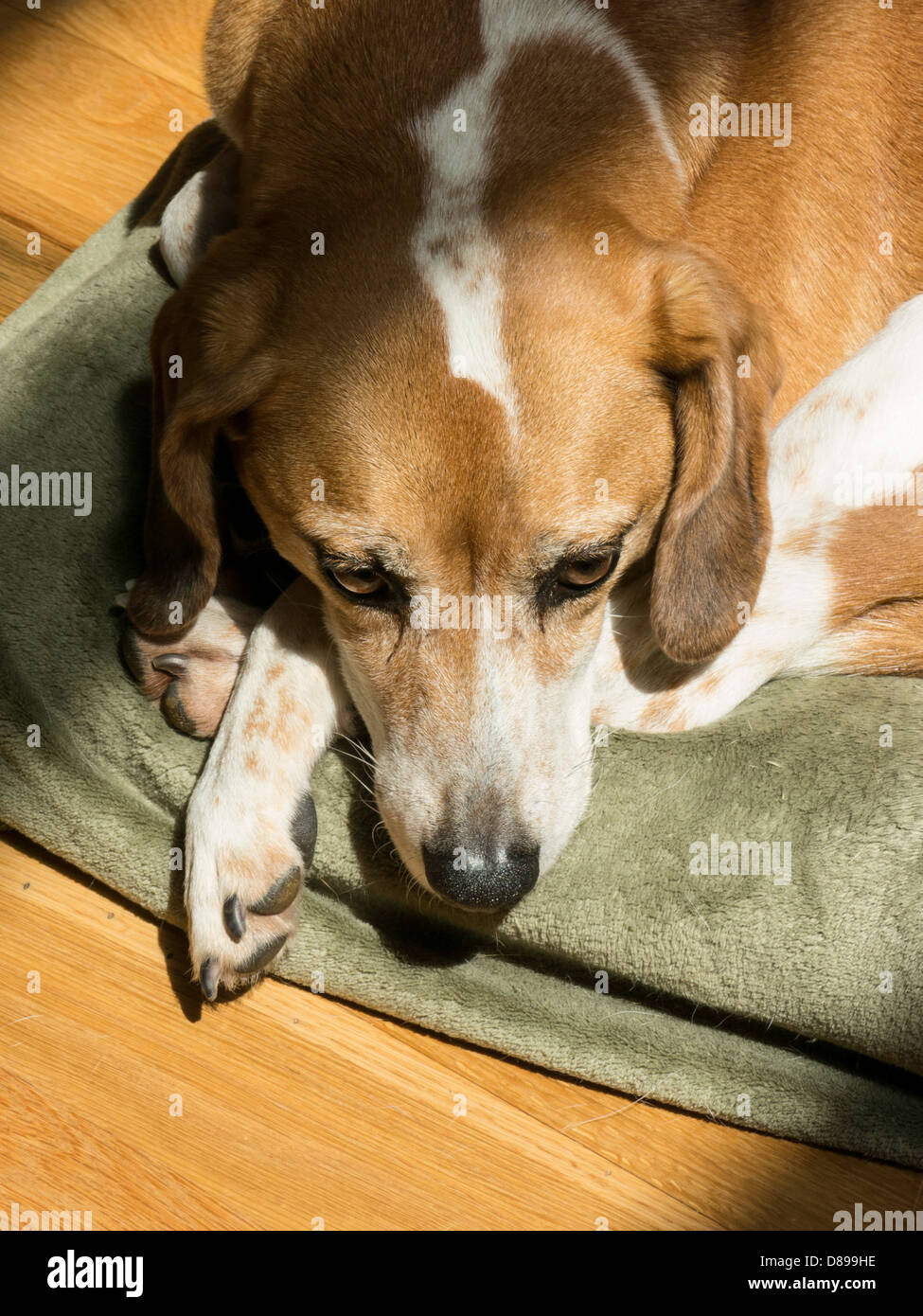 Close Up , Mixed Breed Dog, USA Stock Photo - Alamy