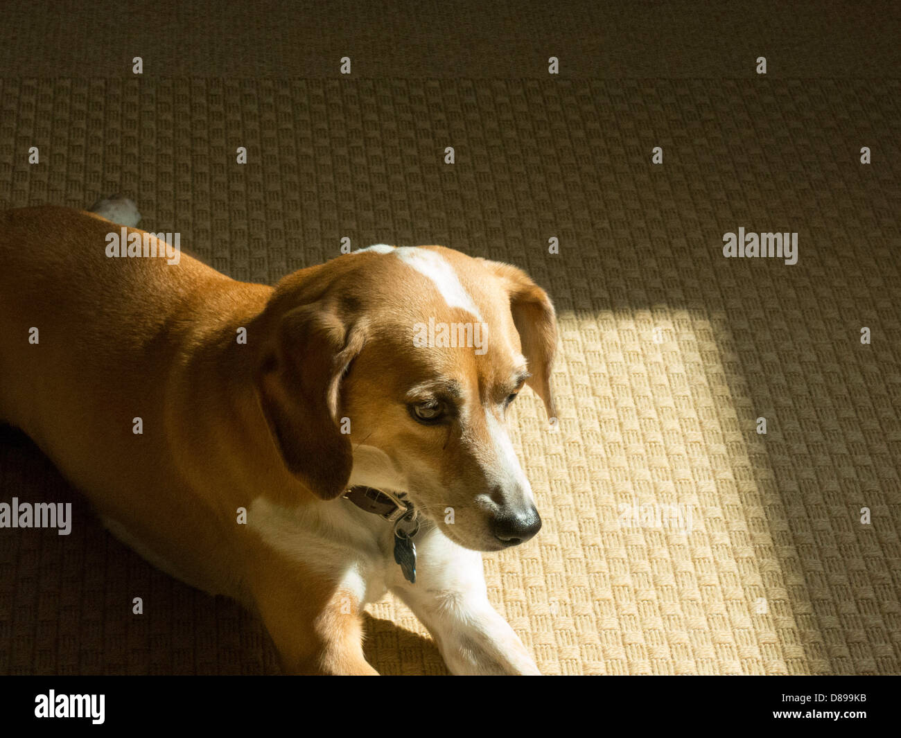 Close Up, Mixed Breed Dog, USA Stock Photo - Alamy