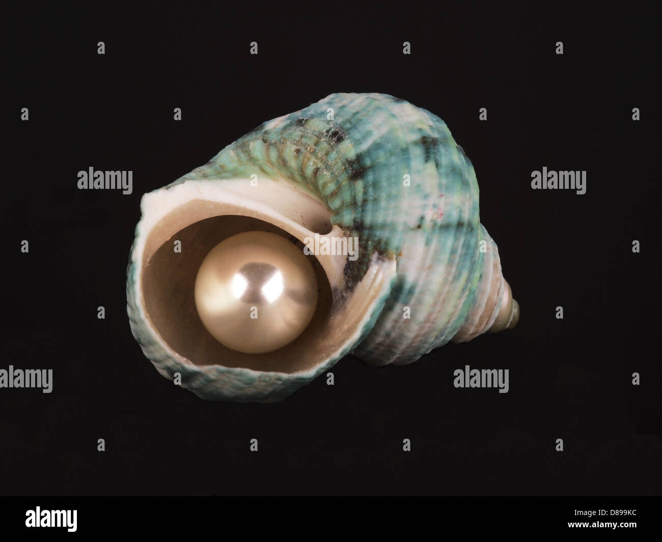 close up of open seashell with pearl on black background with Stock ...