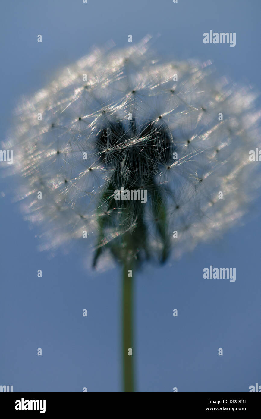 Full dandelion hi-res stock photography and images - Alamy