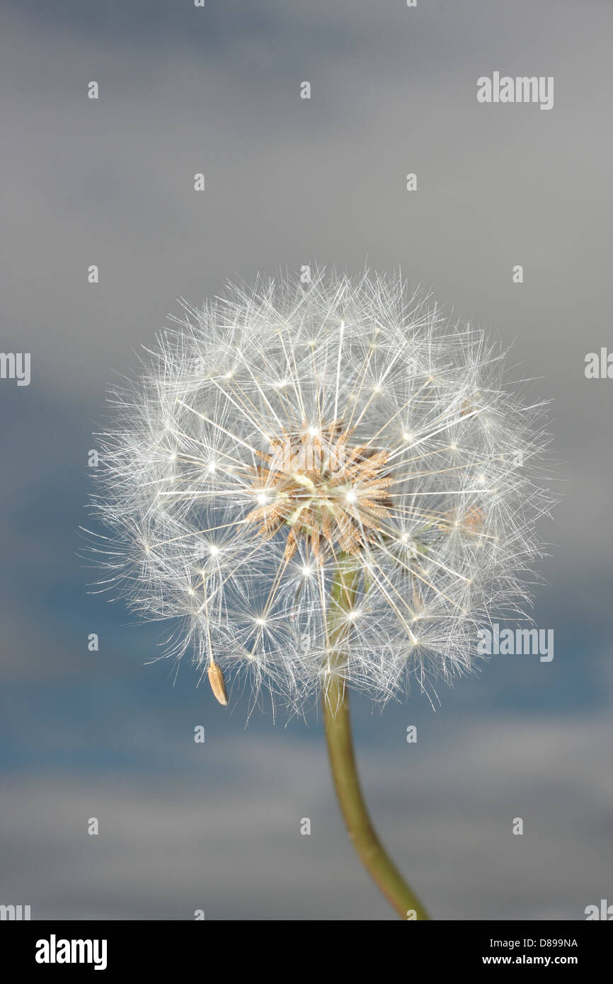 Dandelion Seed Head Stock Photo - Alamy