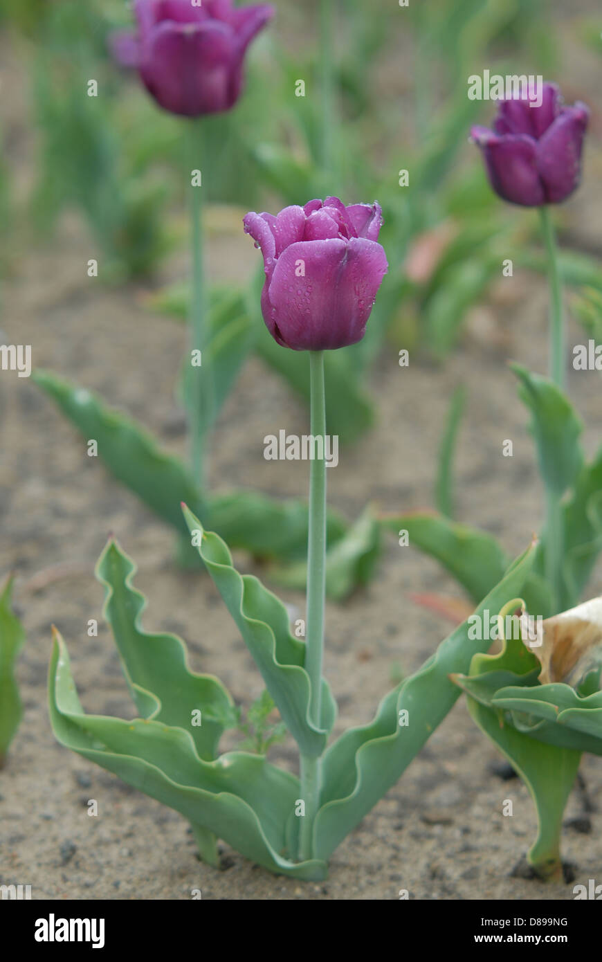 Purple tulips at the Tulip Time festival in Holland, Michigan Stock ...