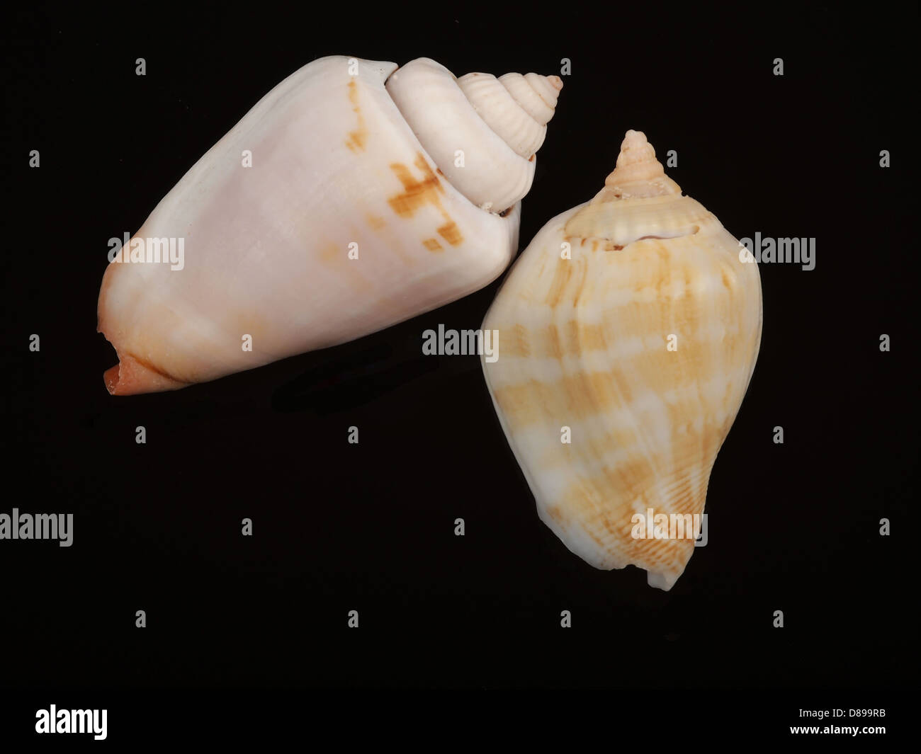 seashell isolated on black background Stock Photo - Alamy