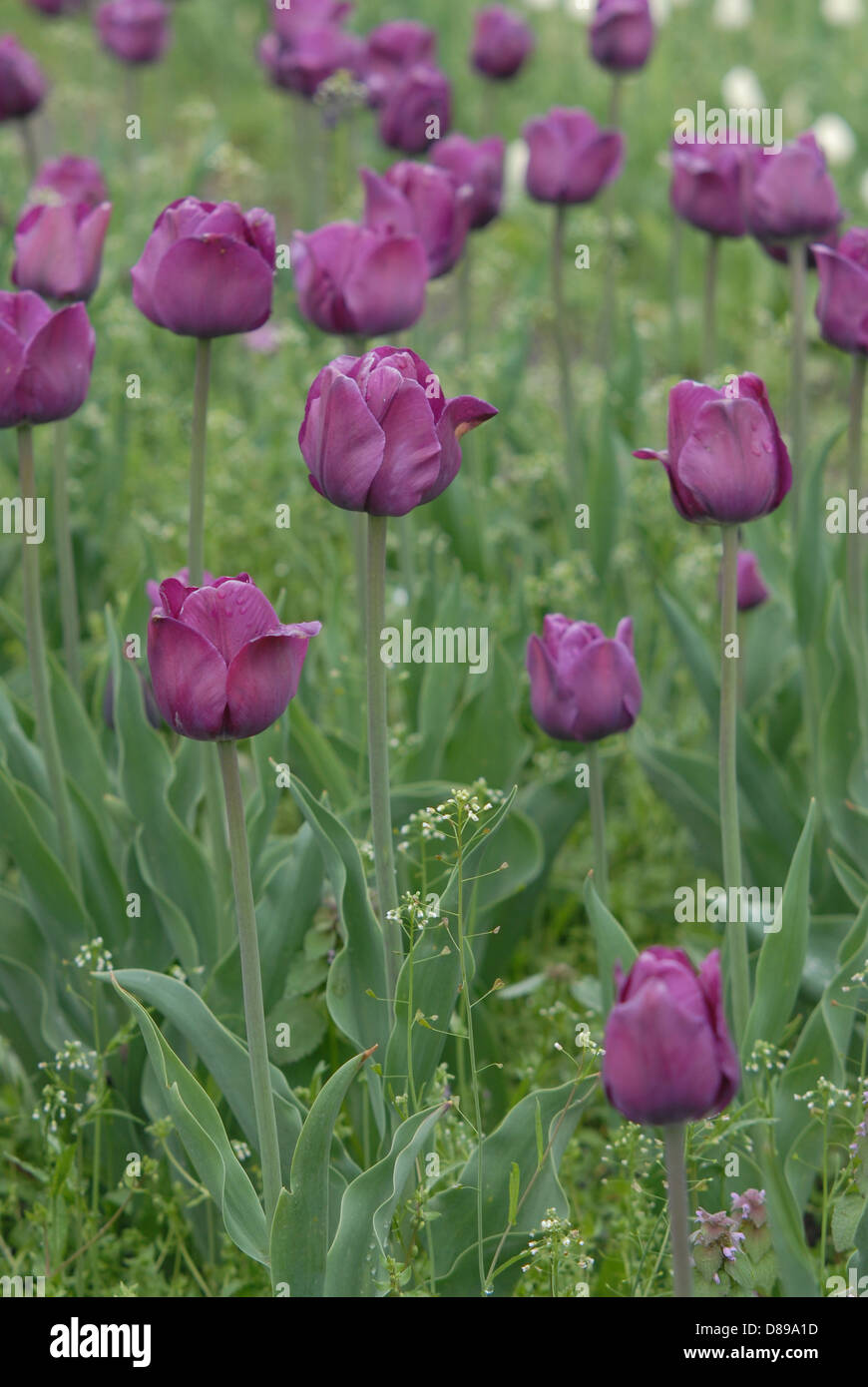 Purple tulips at the Tulip Time festival in Holland, Michigan Stock ...