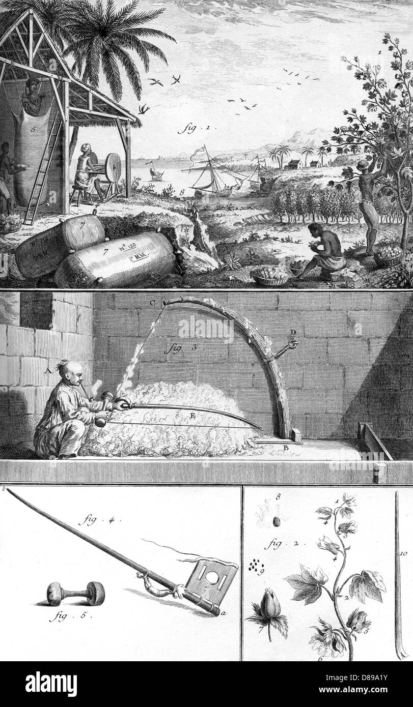 Field of cotton Black and White Stock Photos & Images - Alamy