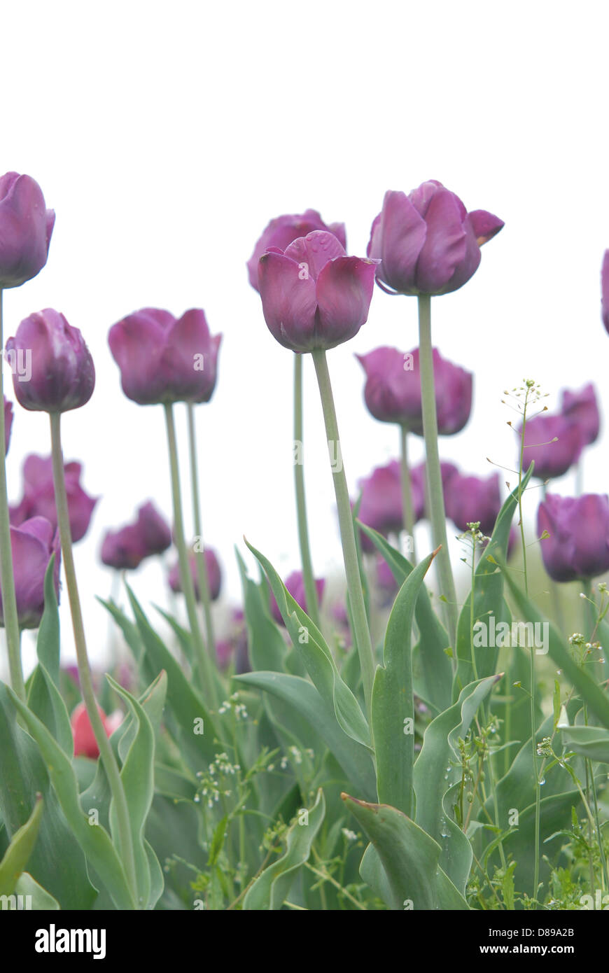 Purple tulips at the Tulip Time festival in Holland, Michigan Stock ...