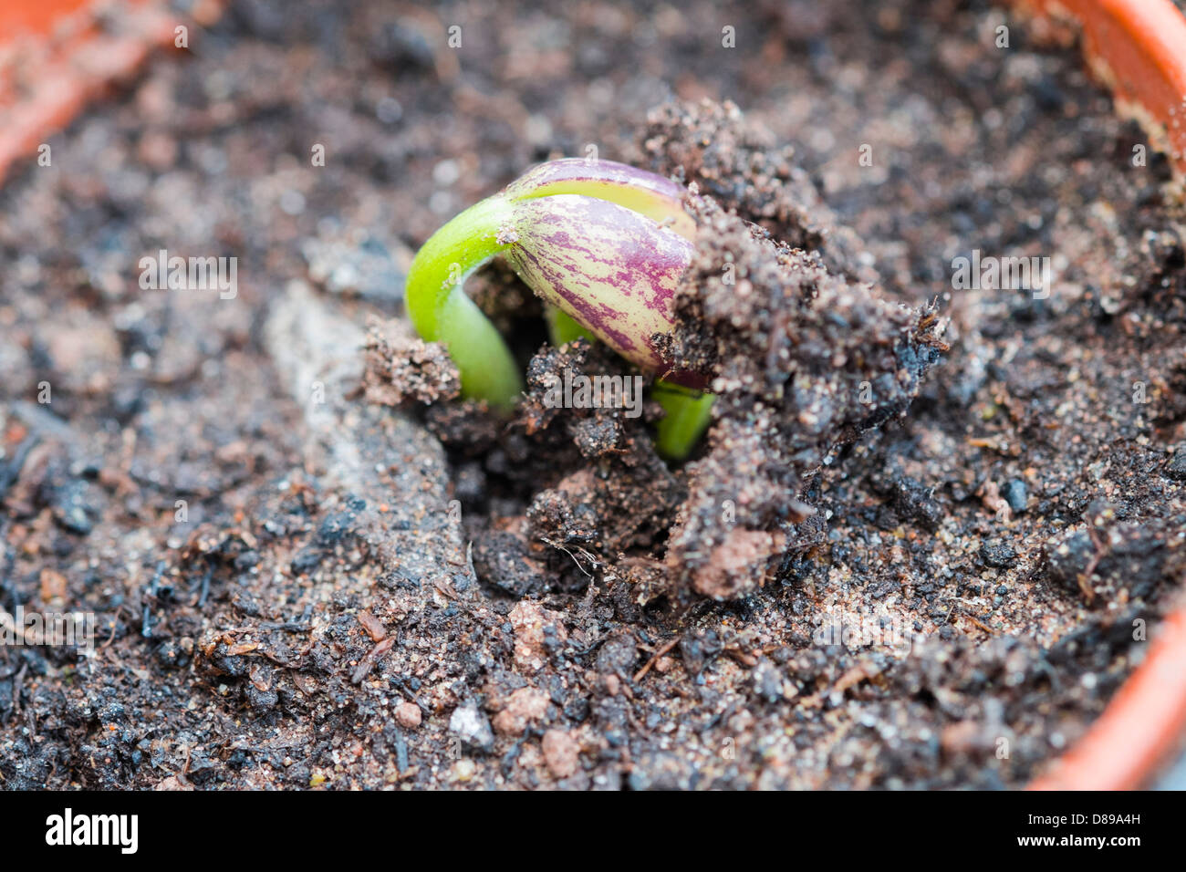 Growing your own food, Cherokee French Bean seedlings Stock Photo - Alamy