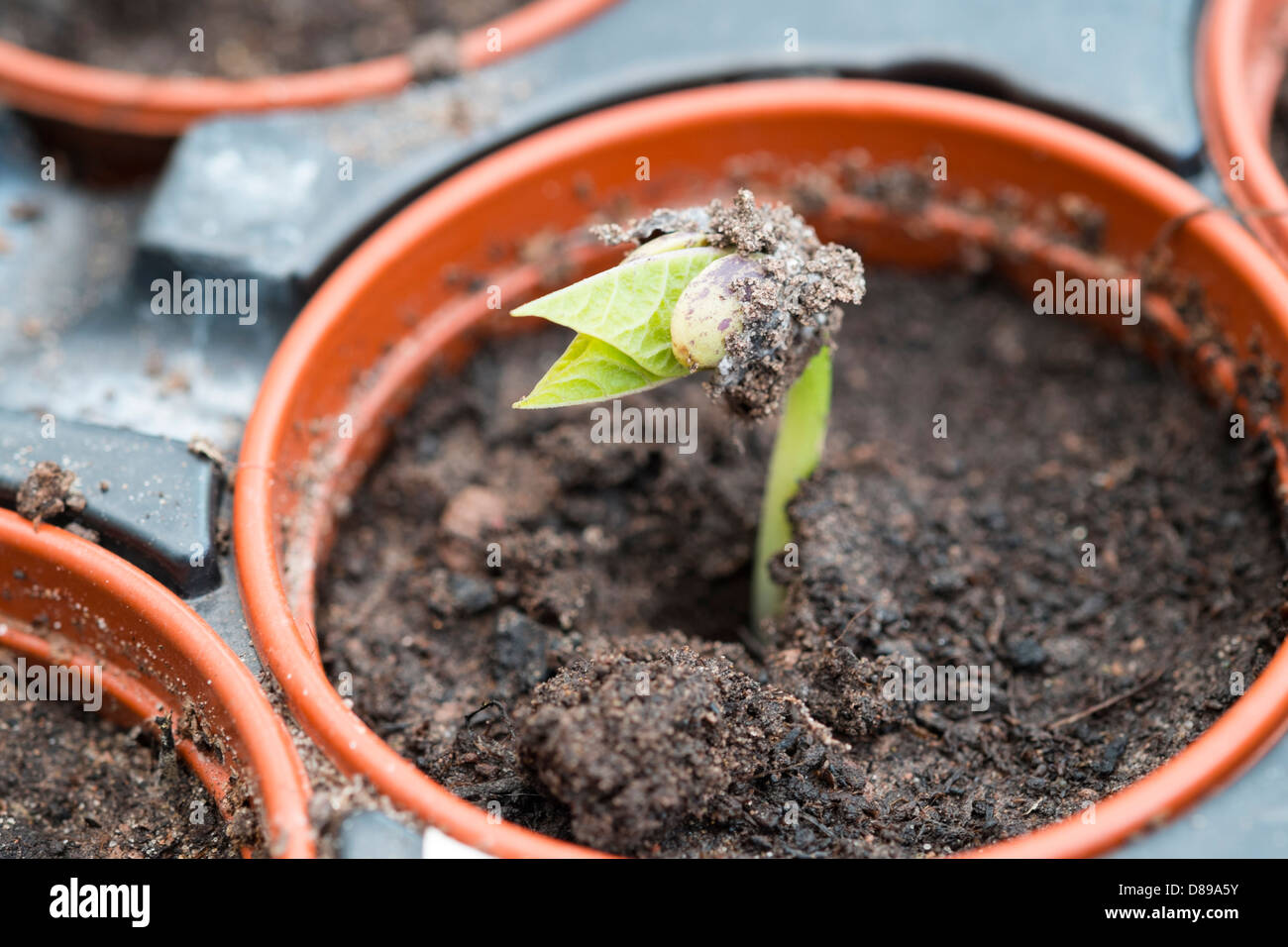 Growing your own food, Cherokee French Bean seedlings Stock Photo - Alamy