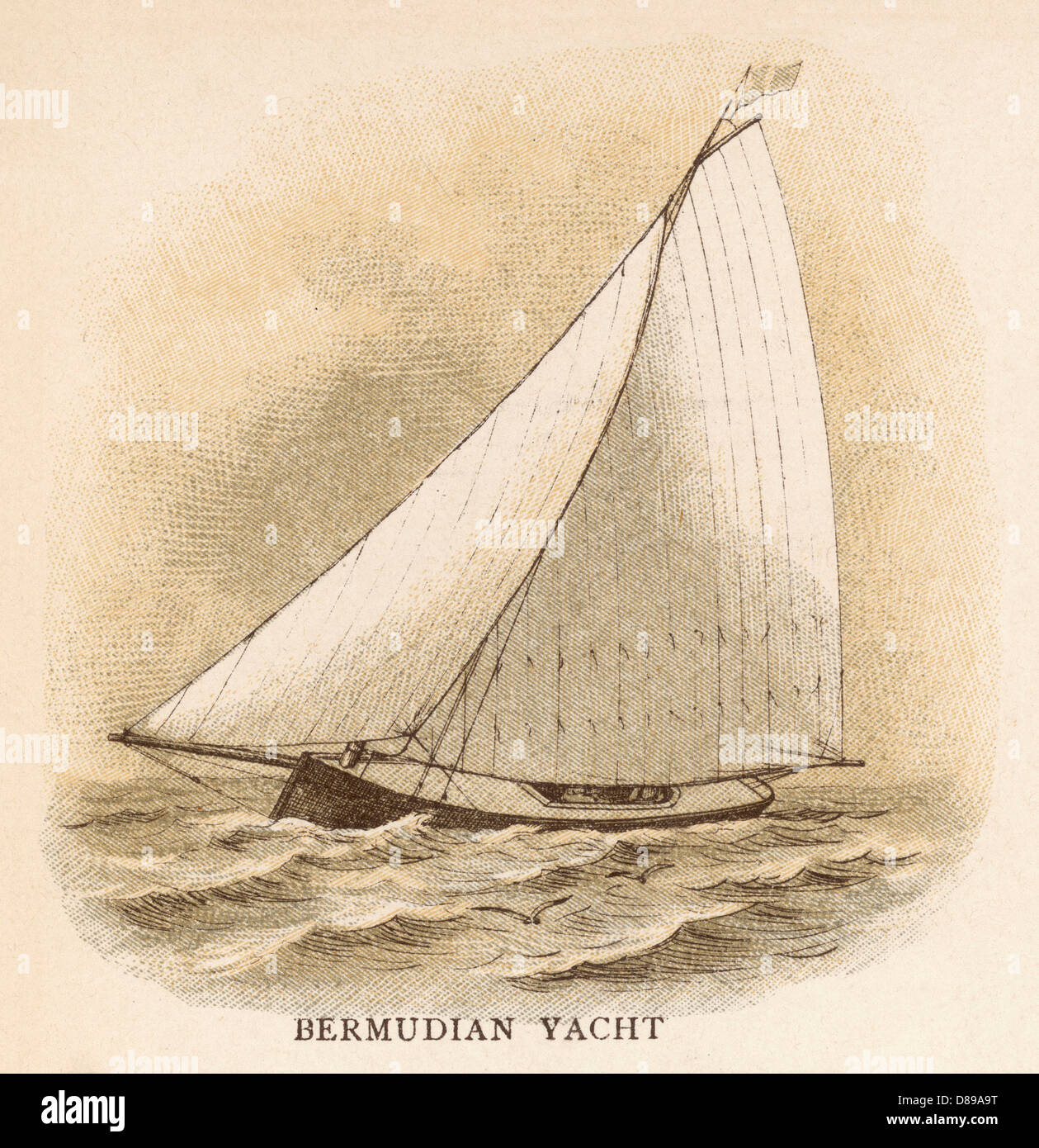 Bermuda types hi-res stock photography and images - Alamy