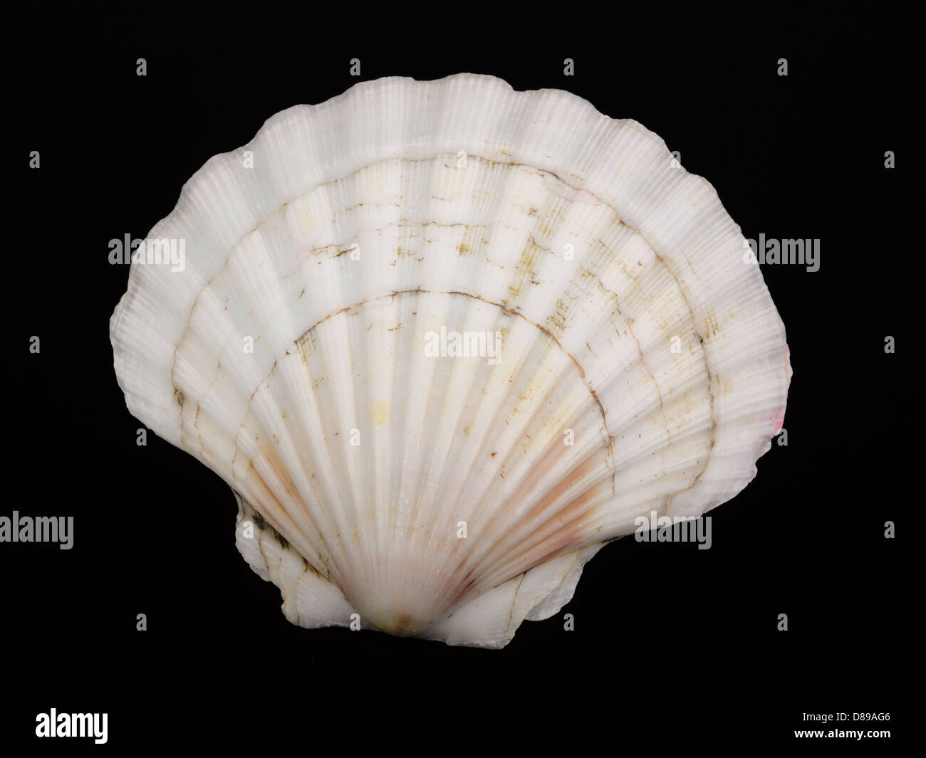 Shellfish assortment hi-res stock photography and images - Alamy
