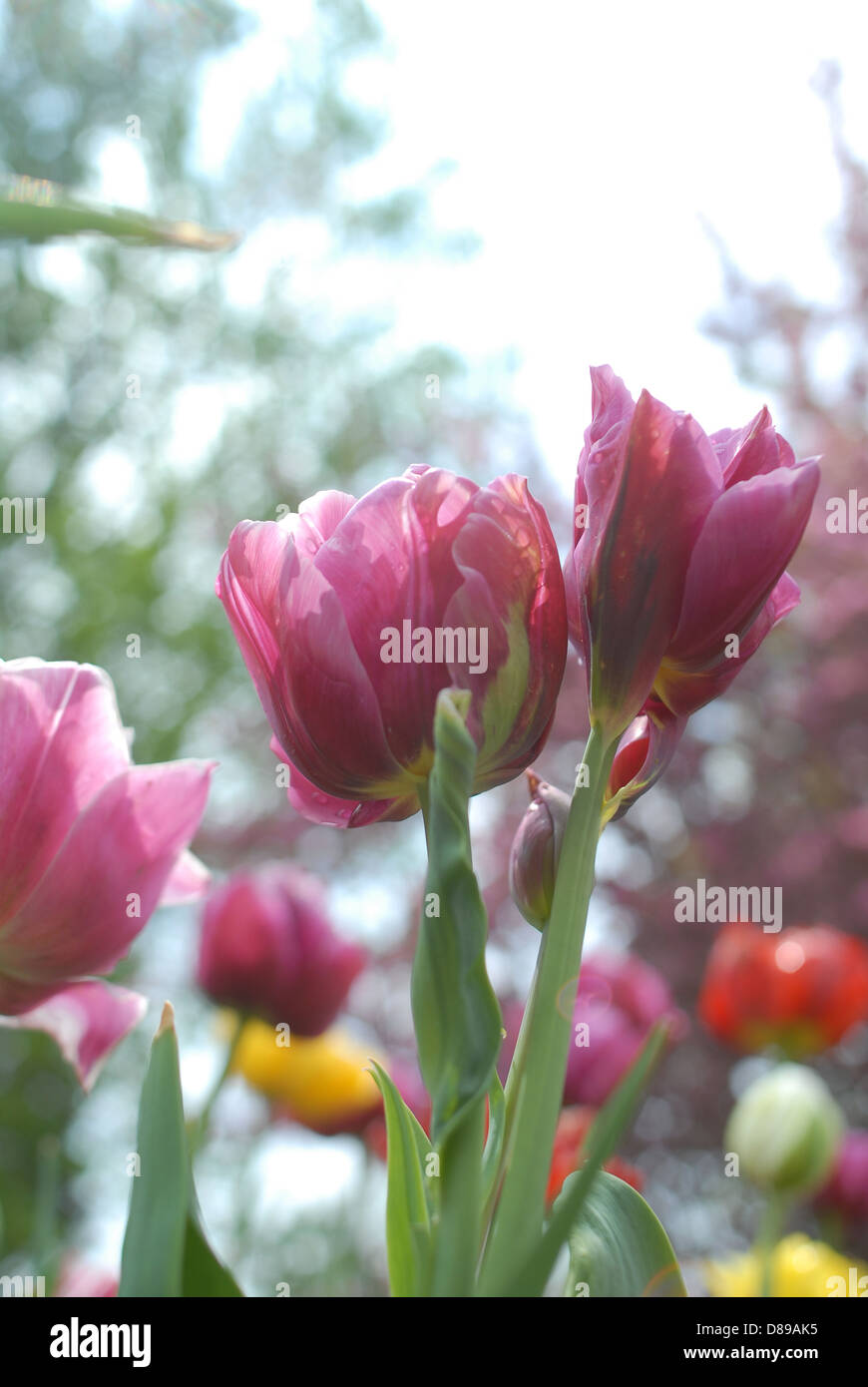 Backlit pink tulip petals hi-res stock photography and images - Alamy