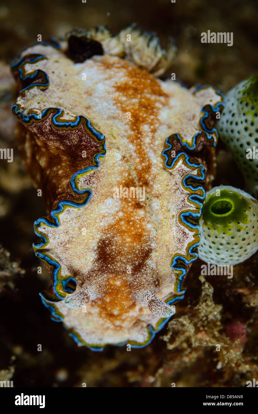 A Girdled Glossodoris Nudibranch Stock Photo - Alamy