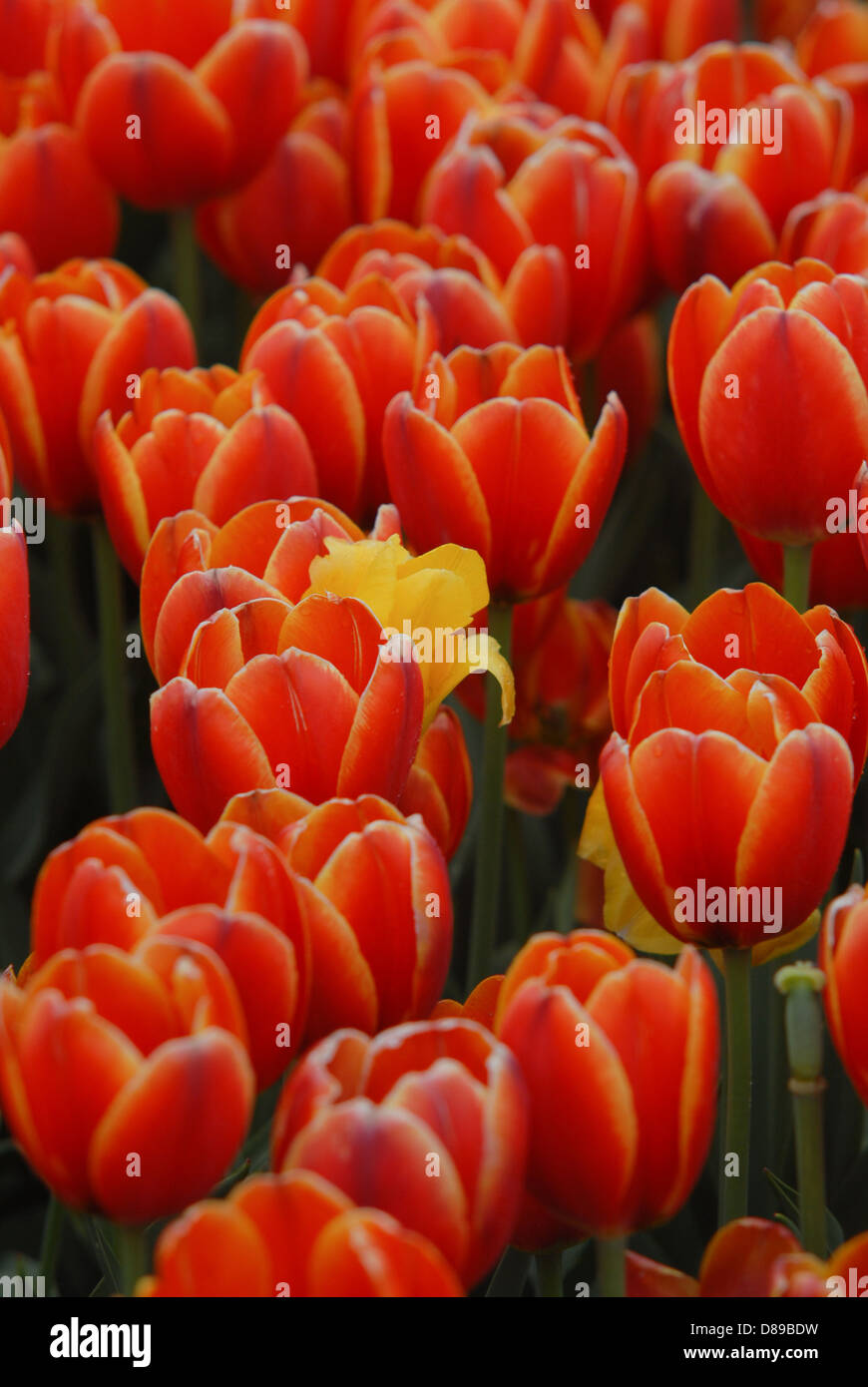 Yellow variegated tulips hi-res stock photography and images - Alamy